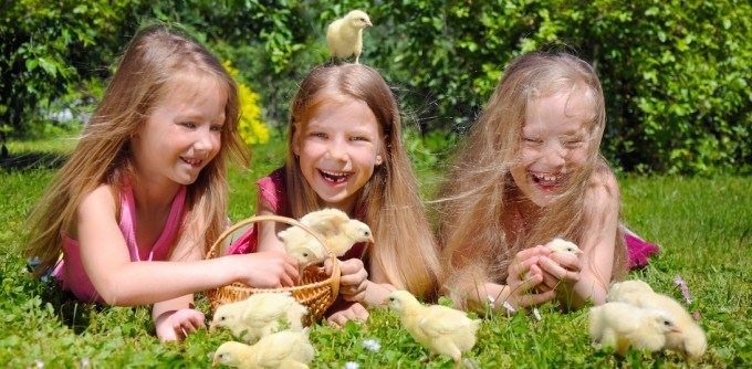Raising Baby Chicks – What To Feed Them & How To Care For Them - Eco Peanut