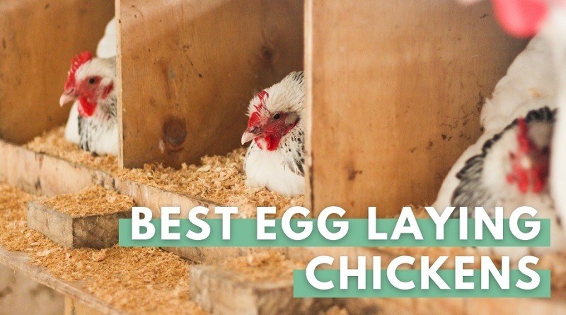 10 Best Egg-Laying Chickens [Up To 300 Eggs Yearly]