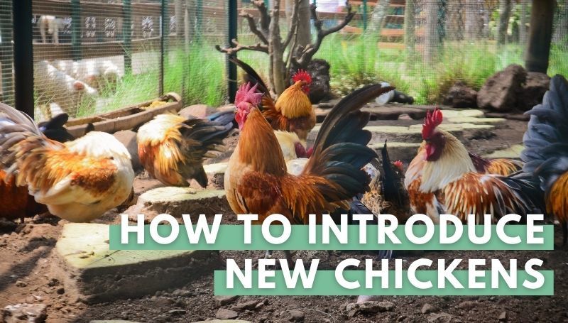 10 Tips to Introducing New Chickens Your Flock