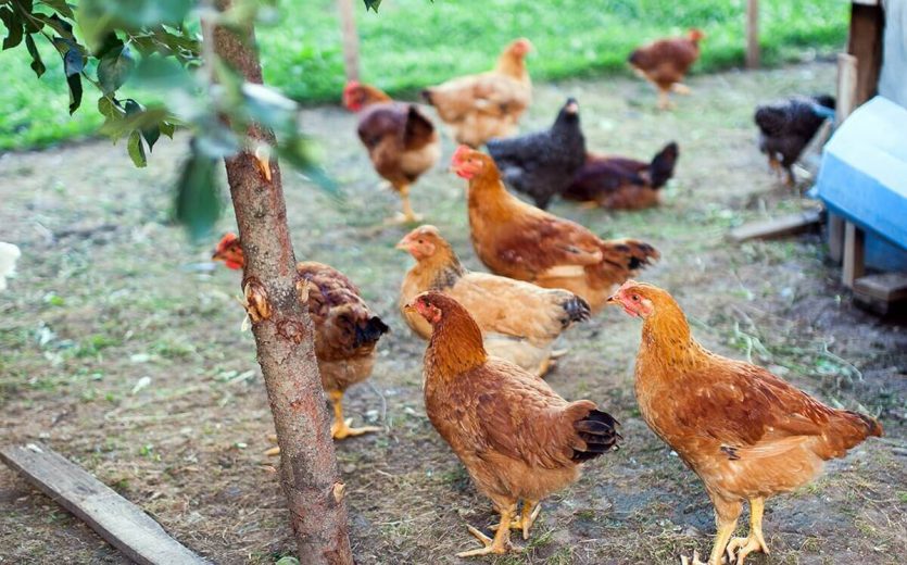 10 Tips to Introducing New Chickens Your Flock