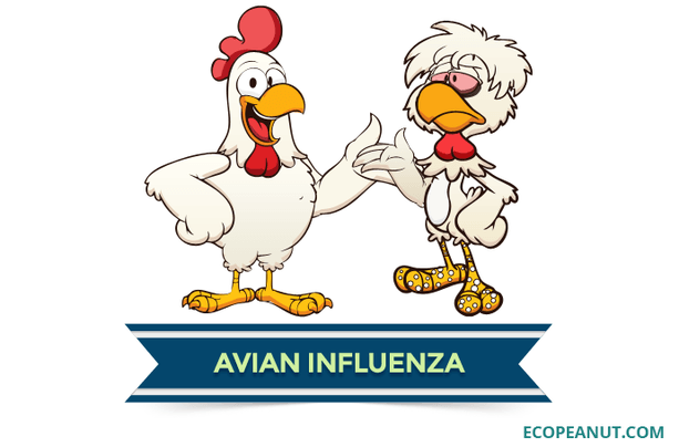 Chicken Diseases 101: Diagnosis, Prevention, And Treatment