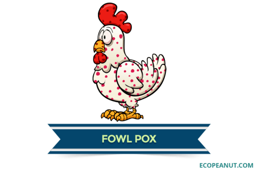 Chicken Diseases 101: Diagnosis, Prevention, And Treatment