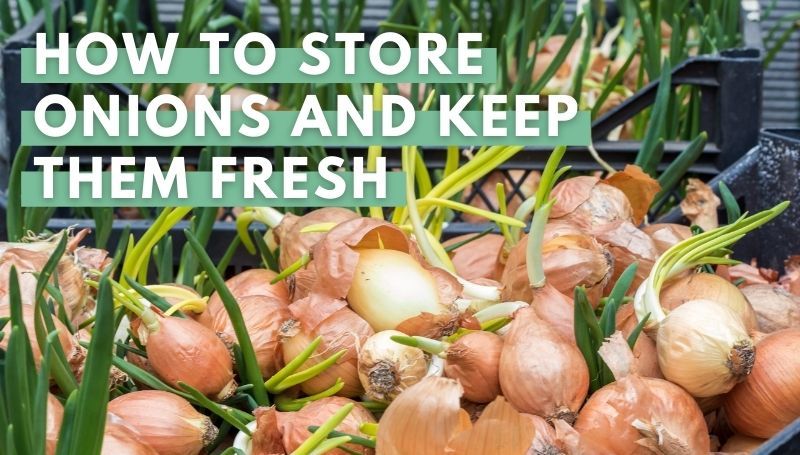 How to Store Onions And Keep Them Fresh - Eco Peanut