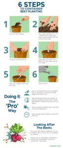Growing Beets in Containers - Eco Peanut