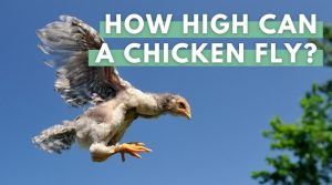 How High Can A Chicken Fly? - Eco Peanut