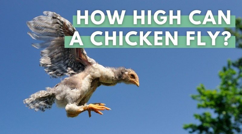 How High Can A Chicken Fly? - Eco Peanut