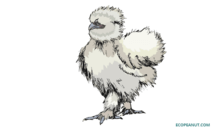 Silkie Chicken Breed Guide - Eco Peanut