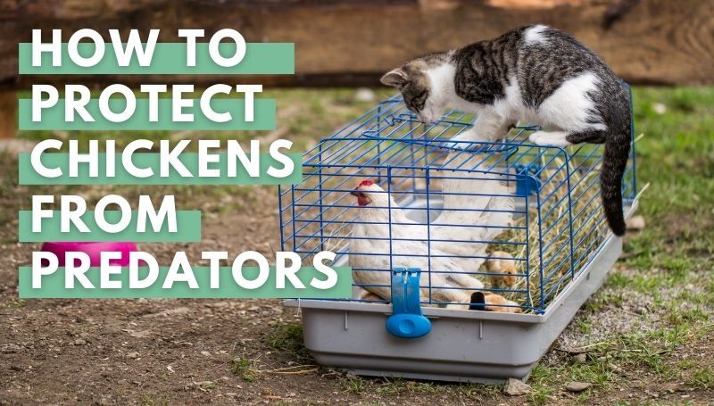 Chicken Predators and Pests - How to protect your flock! - Eco Peanut