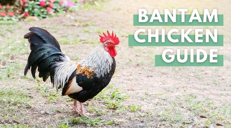 Bantam Chickens: Breeds, Facts, Eggs And Where To Buy