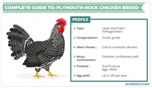 Plymouth Rock Chicken Breed guide - Eco Peanut
