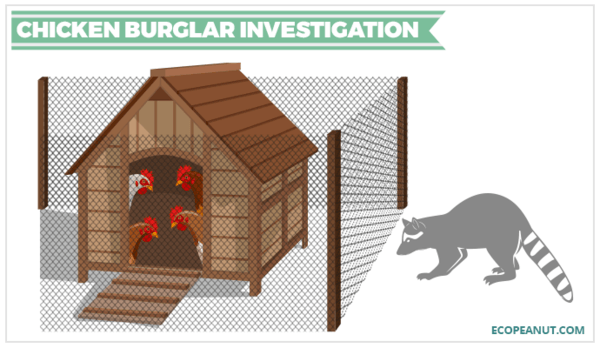 Chicken Predators and Pests - How to protect your flock! - Eco Peanut