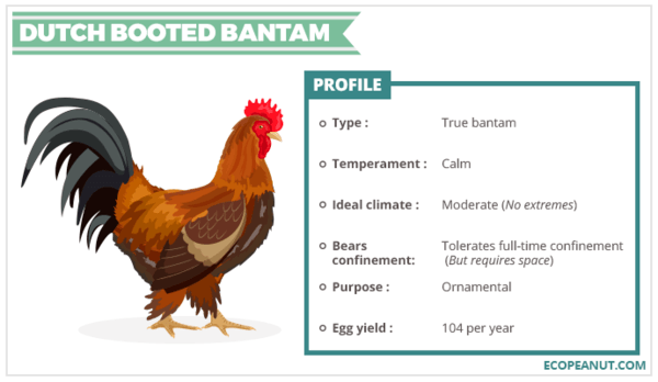 Bantam Chickens: Breeds, Facts, Eggs And Where To Buy