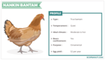 Bantam Chickens: Breeds, Facts, Eggs And Where To Buy