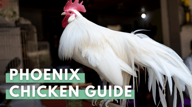 Raising Chickens - Eco Peanut