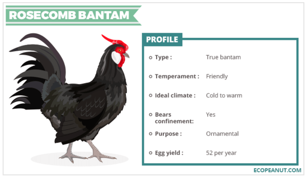 Bantam Chickens: Breeds, Facts, Eggs And Where To Buy