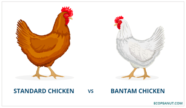 Bantam Chickens: Breeds, Facts, Eggs And Where To Buy