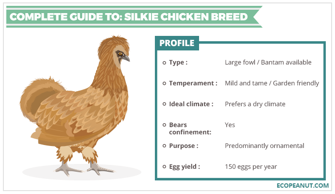 Complete Guide To The Polish Chicken Breed - Eco Peanut