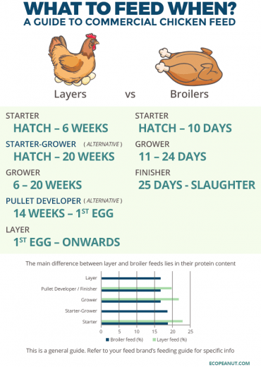 Best Chicken Feed: 7 Organic Brands For Laying Hens, Reviewed - Eco Peanut