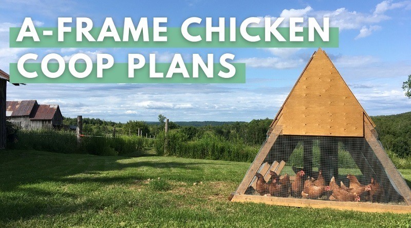 19 EASY A-Frame Chicken Coop Plans