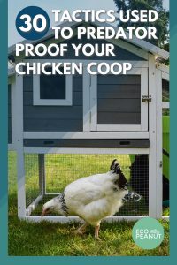 30 Ways of Predator-Proofing a Chicken Coop