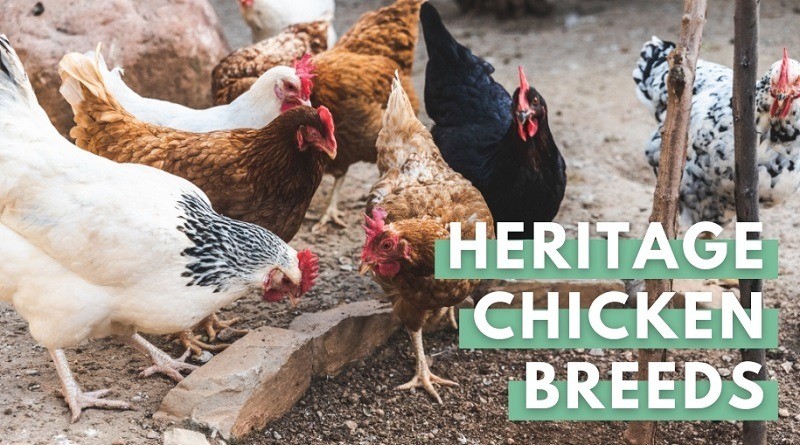 18 Heritage Chicken Breeds The Ultimate List
