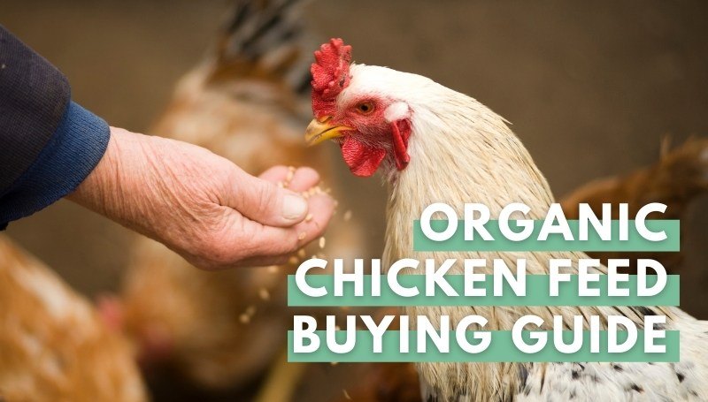 Best Chicken Feed: 7 Organic Brands For Laying Hens, Reviewed - Eco Peanut