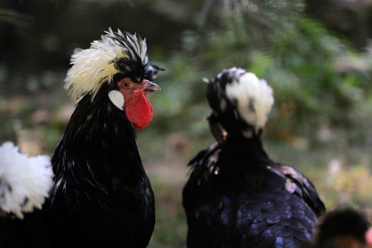 18 Heritage Chicken Breeds: The Ultimate List