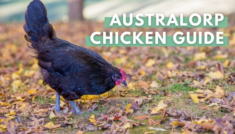 Australorp Chicken Breed: Everything You Need To Know