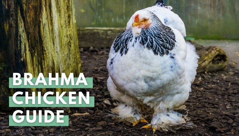 Brahma Chicken Breed: Everything You Need To Know