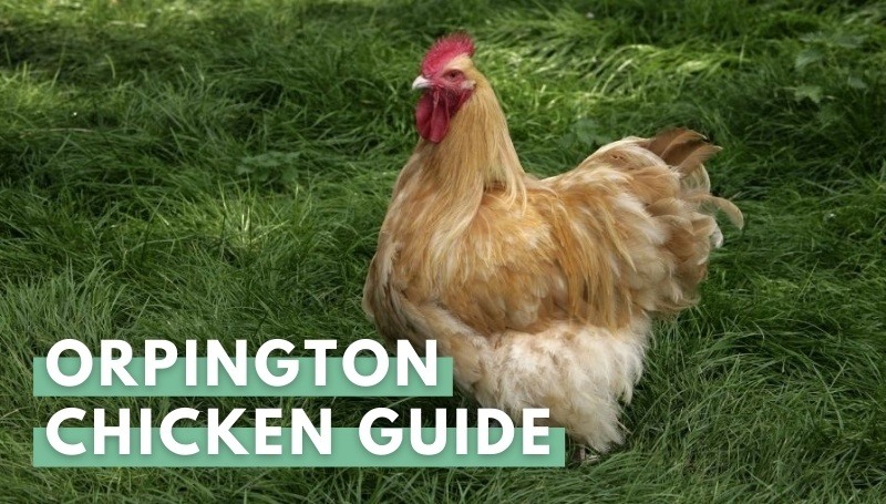 Orpington Chicken Breed: Everything You Need To Know