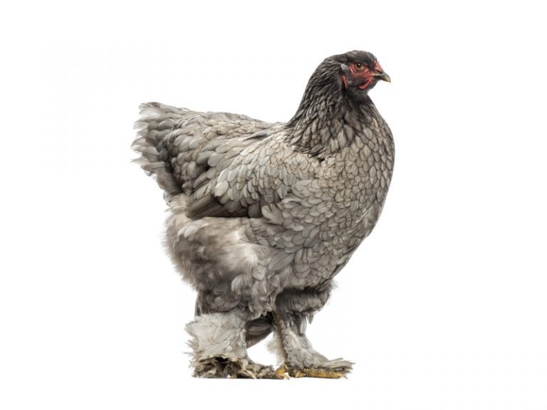 Brahma Chicken Breed: Everything You Need To Know