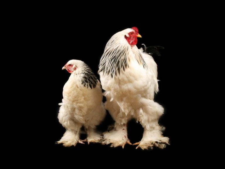 Brahma Chicken Breed: Everything You Need To Know