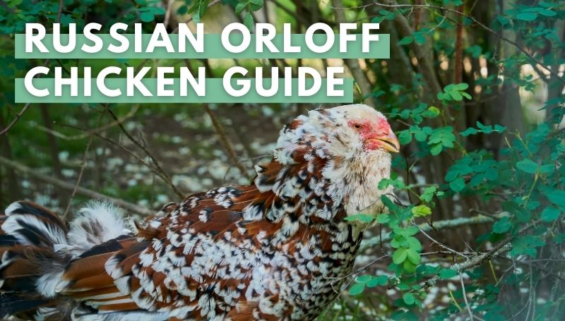 Russian Orloff Chicken Breed Guide - Eco Peanut