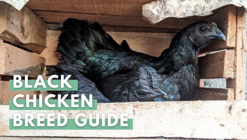 Black Chicken Breeds: The Ultimate List of 17 Black Breeds
