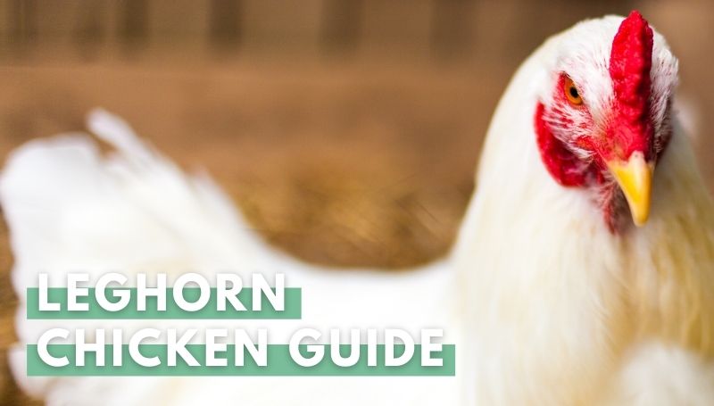Leghorn Chicken Breed: Everything You Need To Know