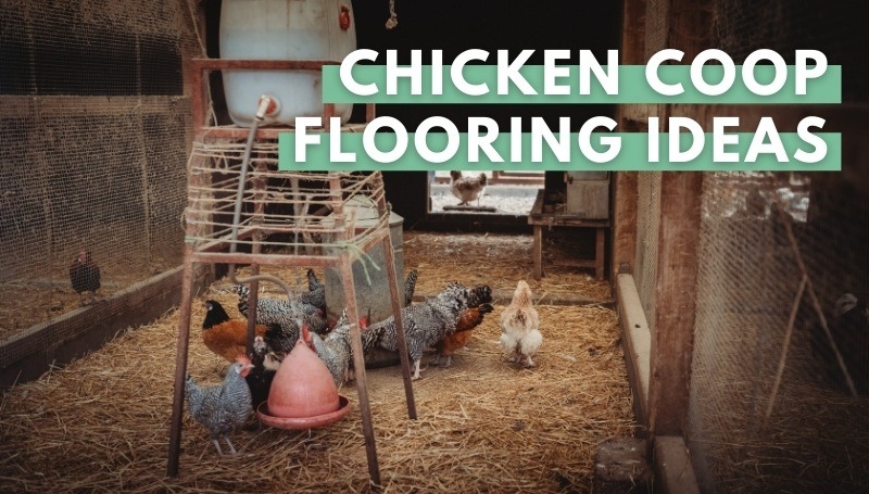 Chicken Coop Flooring: 10 Flooring Ideas (with Pros & Cons)