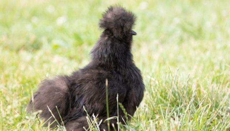 Black Chicken Breeds: The Ultimate List of 17 Black Breeds