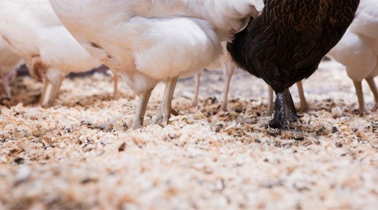 15 Chicken Coop Bedding Options: Sand vs Straw vs Shavings