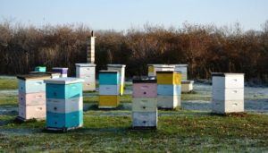 The 7 Different Types Of Beehives For Your Backyard