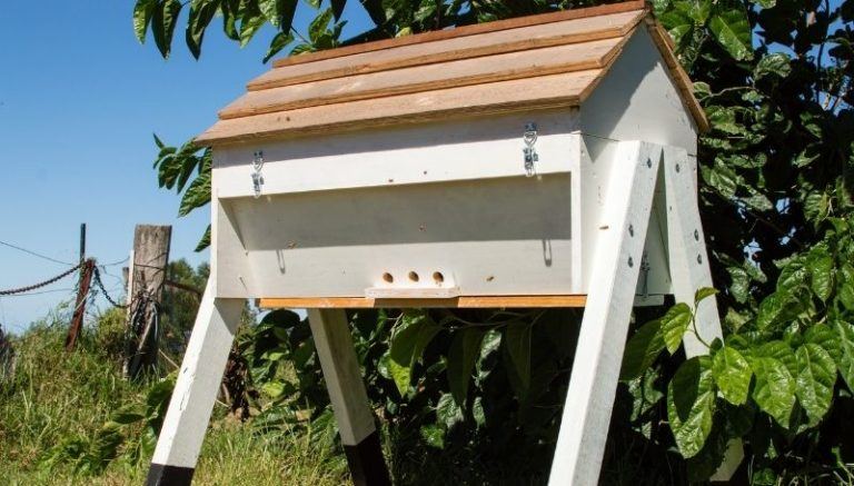 The 7 Different Types Of Beehives For Your Backyard