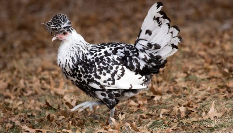 15 Small Chicken Breeds: The Ultimate List