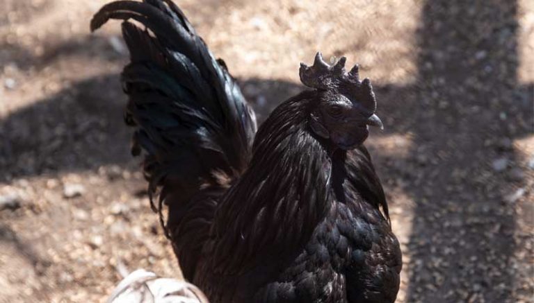 15 Most Expensive Chicken Breeds In The World