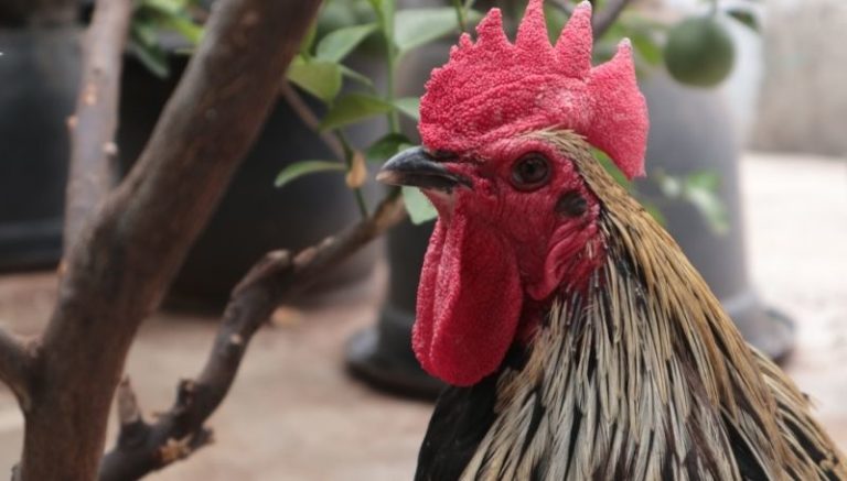 15 Most Expensive Chicken Breeds In The World