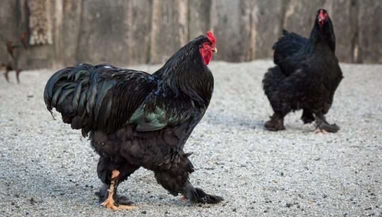 15 Most Expensive Chicken Breeds In The World