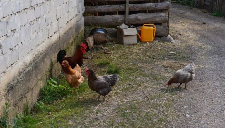 How To Catch A Chicken: 17 Effective Ways