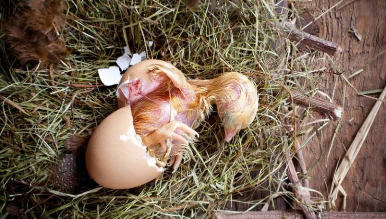 How Fast Do Chickens Grow to Full Size? - Eco Peanut