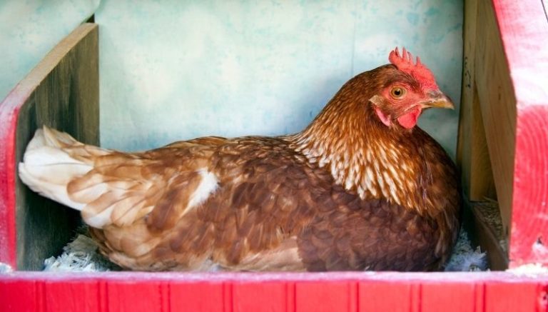 ISA Brown Chicken Breed: Everything You Need To Know