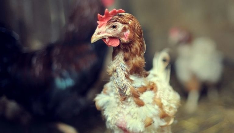 Chicken Losing Feathers: 11 Common Causes (and Treatment)