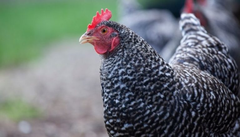 18 Friendliest Chicken Breeds For Your Backyard