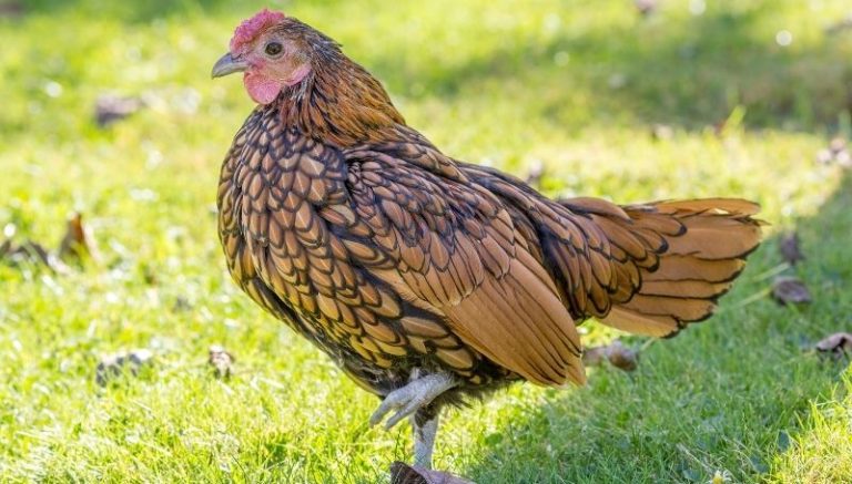15 Small Chicken Breeds: The Ultimate List